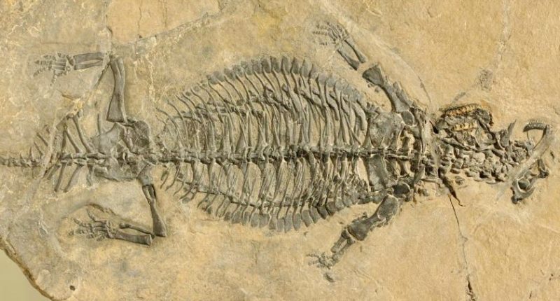 Rare, exceptionally-preserved fossil reveals lifestyle of ancient ...